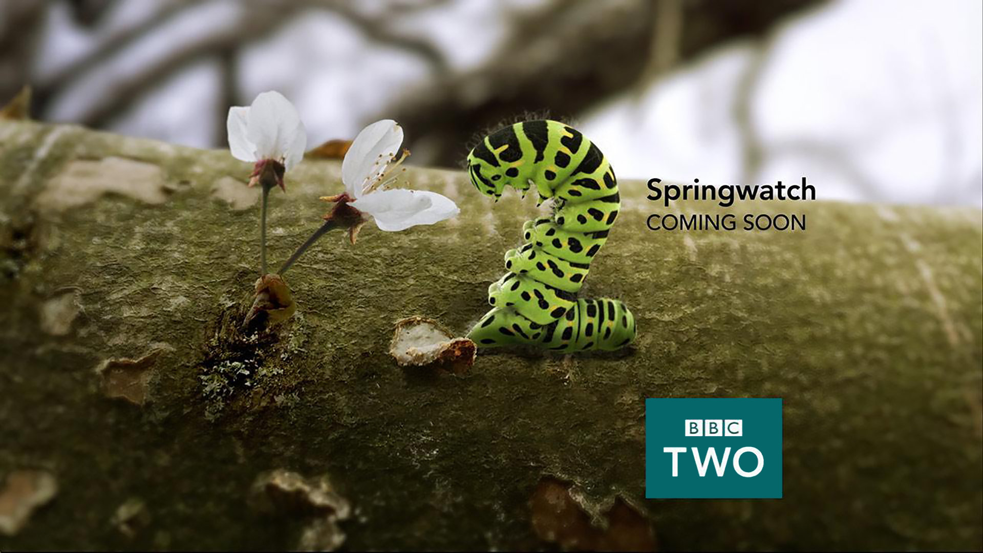 BBC TWO: Branding with Character