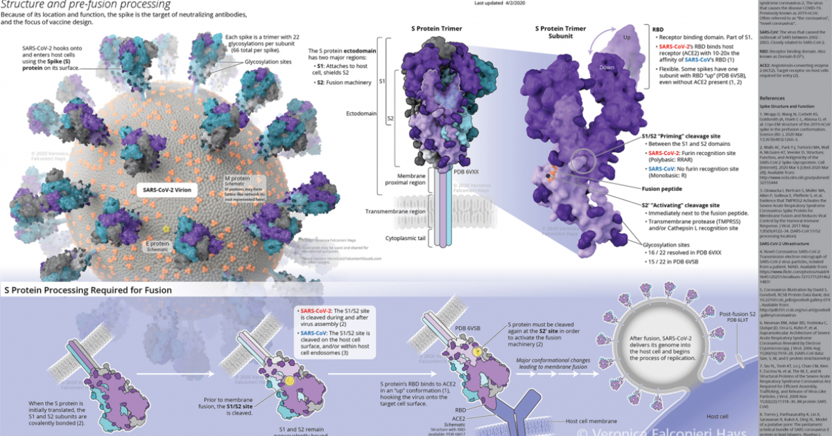 Visualizing the Coronavirus